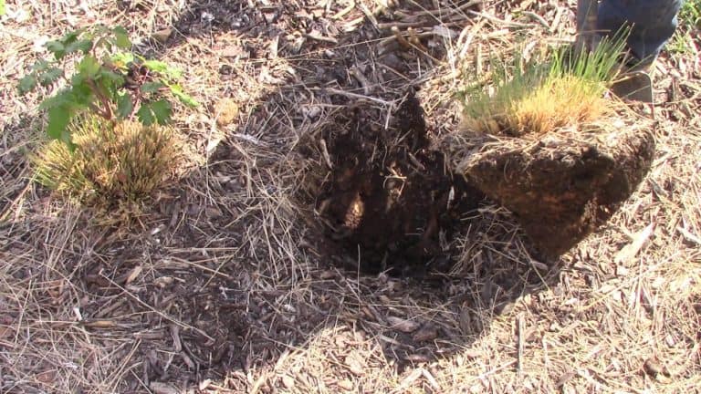 How to divide Ornamental Grass – GrowIt BuildIT