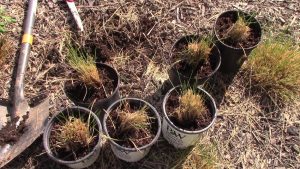 How to divide Ornamental Grass – GrowIt BuildIT