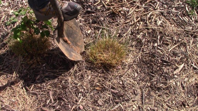 How to divide Ornamental Grass – GrowIt BuildIT