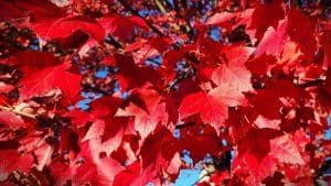 The Red Maple Tree – A Complete Profile – GrowIt BuildIT