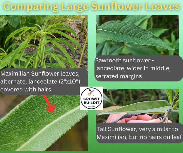 Maximilian Sunflower – A Complete Grow And Care Guide – GrowIt BuildIT