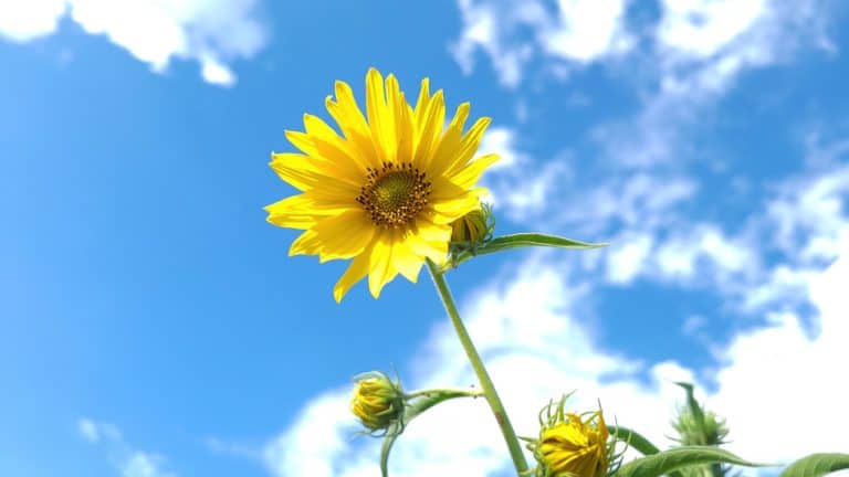 Maximilian Sunflower – A Complete Grow And Care Guide – GrowIt BuildIT