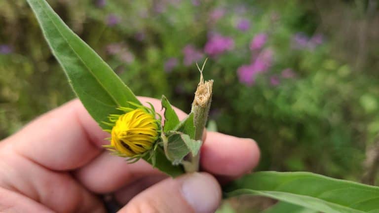 Maximilian Sunflower – A Complete Grow And Care Guide – GrowIt BuildIT