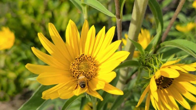 Maximilian Sunflower – A Complete Grow And Care Guide – GrowIt BuildIT