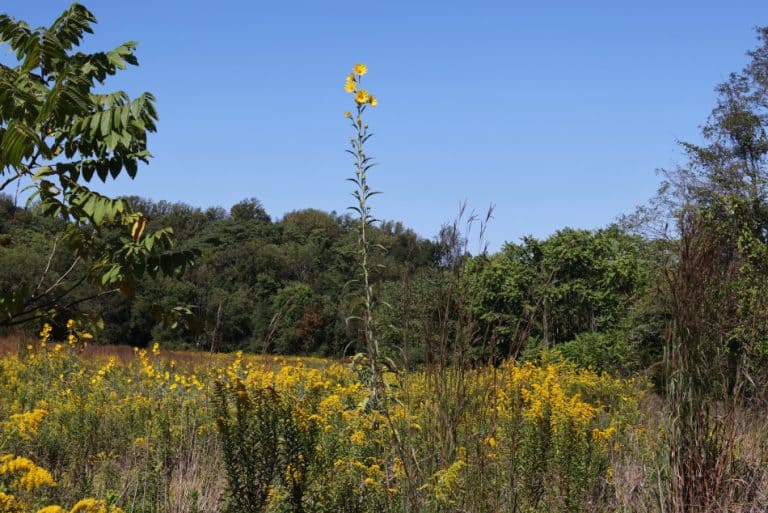Maximilian Sunflower – A Complete Grow And Care Guide – GrowIt BuildIT