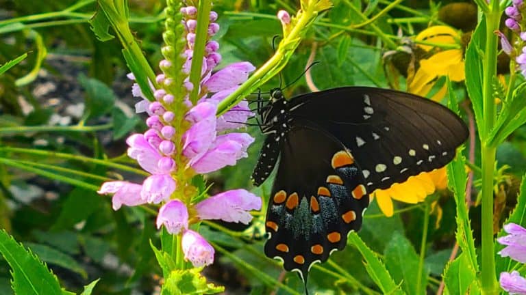 Obedient Plant – A Complete Grow & Care Guide! – GrowIt BuildIT