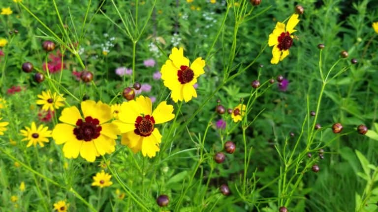 Plains Coreopsis – A Complete Grow And Care Guide – GrowIt BuildIT