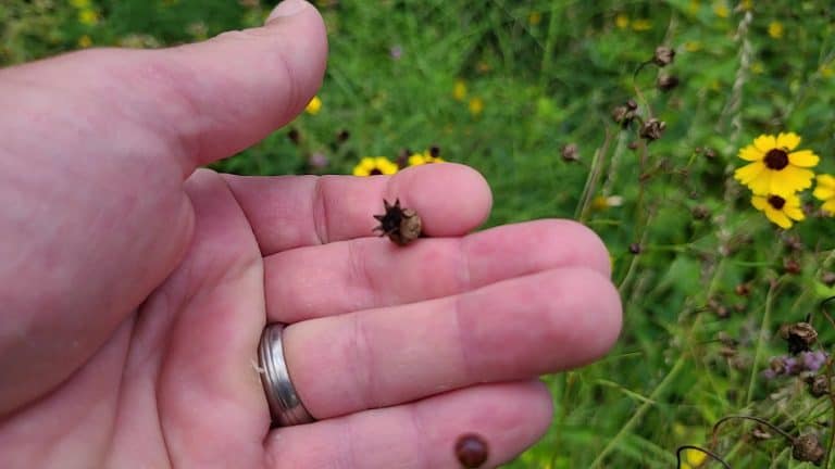 Plains Coreopsis – A Complete Grow And Care Guide – GrowIt BuildIT