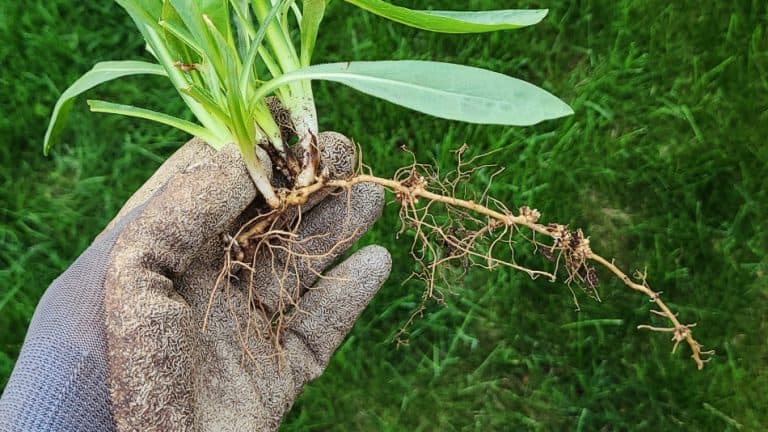 Complete Guide to Showy Goldenrod (Solidago Speciosa) – GrowIt BuildIT