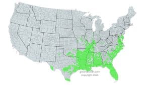 Bald Cypress – A Complete Profile On This Native Tree – GrowIt BuildIT