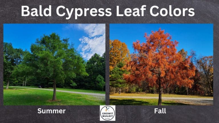 Bald Cypress – A Complete Profile On This Native Tree – GrowIt BuildIT