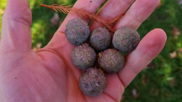 Bald Cypress – A Complete Profile On This Native Tree – GrowIt BuildIT
