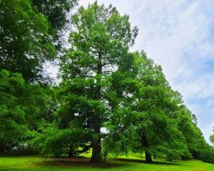 Bald Cypress – A Complete Profile On This Native Tree – GrowIt BuildIT