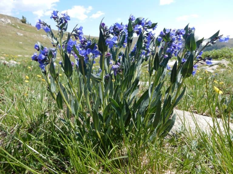Bluebell Flowers In North America – A Complete Guide – GrowIt BuildIT