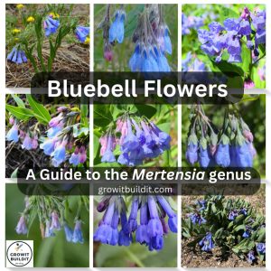 Bluebell Flowers In North America – A Complete Guide – GrowIt BuildIT
