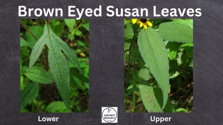 Brown-Eyed Susan – A Complete Profile – GrowIt BuildIT