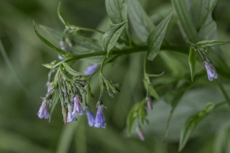 Bluebell Flowers In North America – A Complete Guide – GrowIt BuildIT