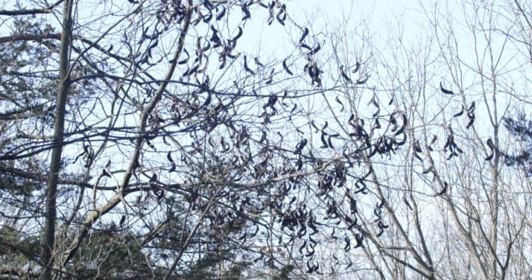 Complete Guide To Honey Locust Tree – What You NEED To Know – GrowIt ...