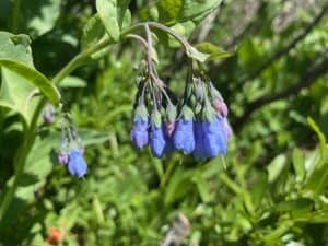 Bluebell Flowers In North America – A Complete Guide – GrowIt BuildIT