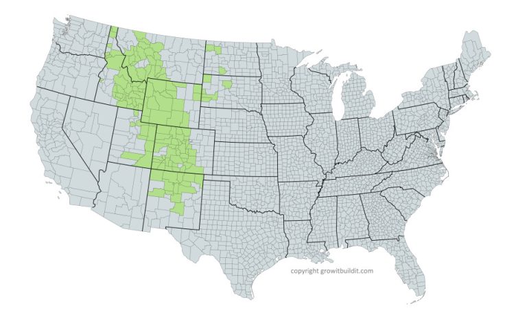 Bluebell Flowers In North America – A Complete Guide – GrowIt BuildIT