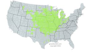 Hoary Vervain – A Beautiful Plant – GrowIt BuildIT