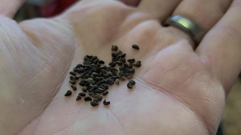 Bluebell Flowers In North America – A Complete Guide – GrowIt BuildIT