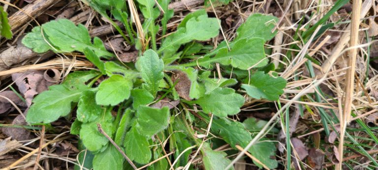 Pictures Of Common Garden/Lawn Weeds Emerging In Spring – GrowIt BuildIT