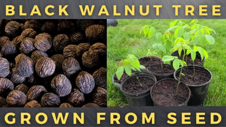 How To Grow Black Walnut Trees From Seed – GrowIt BuildIT