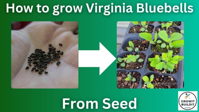 How To Grow Virginia Bluebells From Seed – GrowIt BuildIT