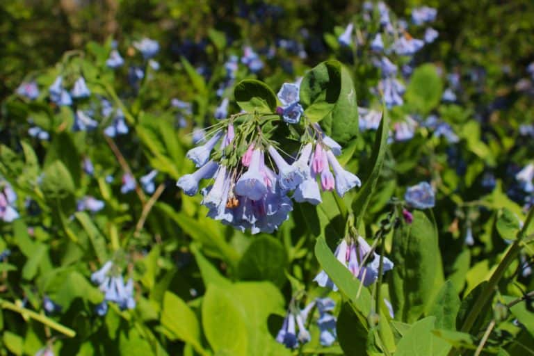 Virginia Bluebells -A Complete Guide To Mertensia Virginica – GrowIt ...