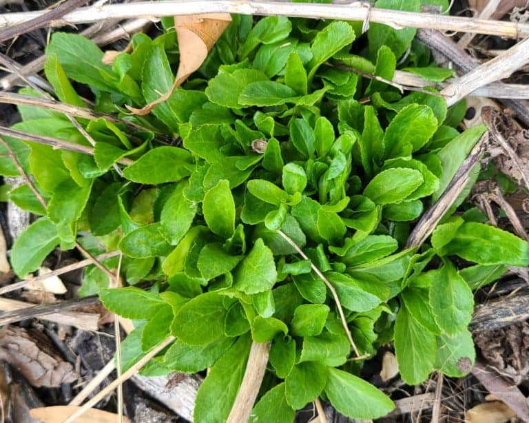 Pictures of Native Plant Seedlings and Spring Emergence – GrowIt BuildIT