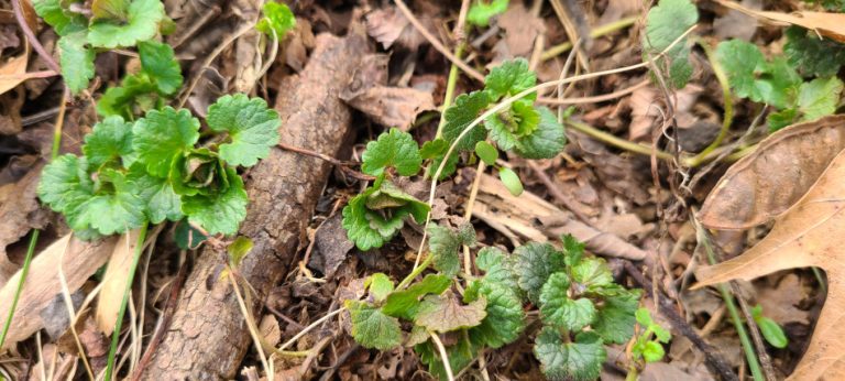Pictures Of Common Garden/Lawn Weeds Emerging In Spring – GrowIt BuildIT