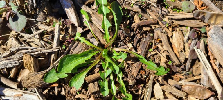 Pictures Of Common Garden/Lawn Weeds Emerging In Spring – GrowIt BuildIT