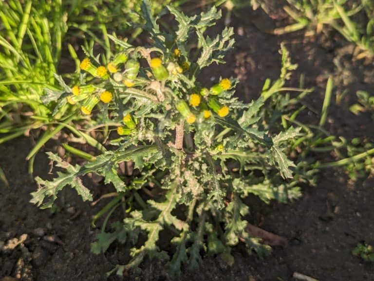 Pictures Of Common Garden/Lawn Weeds Emerging In Spring – GrowIt BuildIT