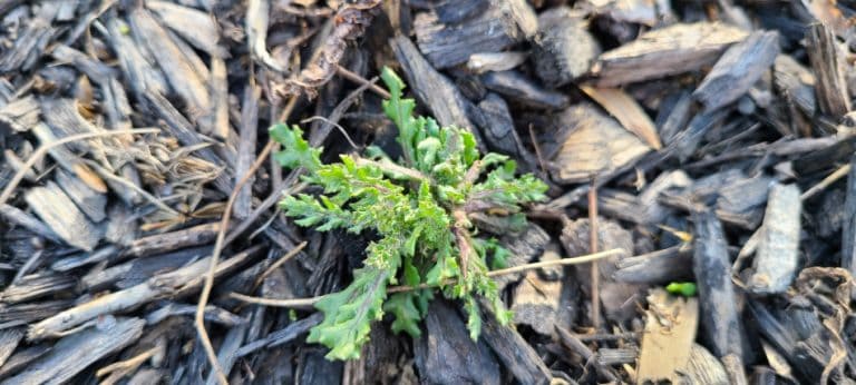 Pictures Of Common Garden/Lawn Weeds Emerging In Spring – GrowIt BuildIT