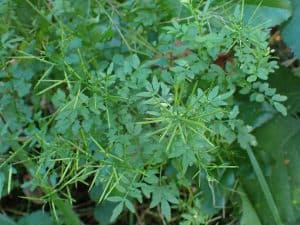 Pictures Of Common Garden/Lawn Weeds Emerging In Spring – GrowIt BuildIT