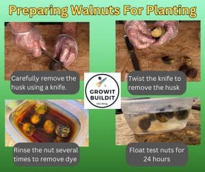 How To Grow Black Walnut Trees From Seed – GrowIt BuildIT
