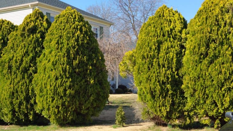 The Best Native Evergreen Trees For Privacy – GrowIt BuildIT