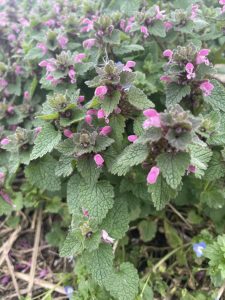 Pictures Of Common Garden/Lawn Weeds Emerging In Spring – GrowIt BuildIT