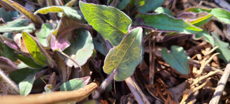 Short’s Aster, A Wonderful Fall Flower – GrowIt BuildIT