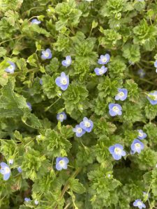 Pictures Of Common Garden/Lawn Weeds Emerging In Spring – GrowIt BuildIT