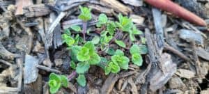 Pictures Of Common Garden/Lawn Weeds Emerging In Spring – GrowIt BuildIT