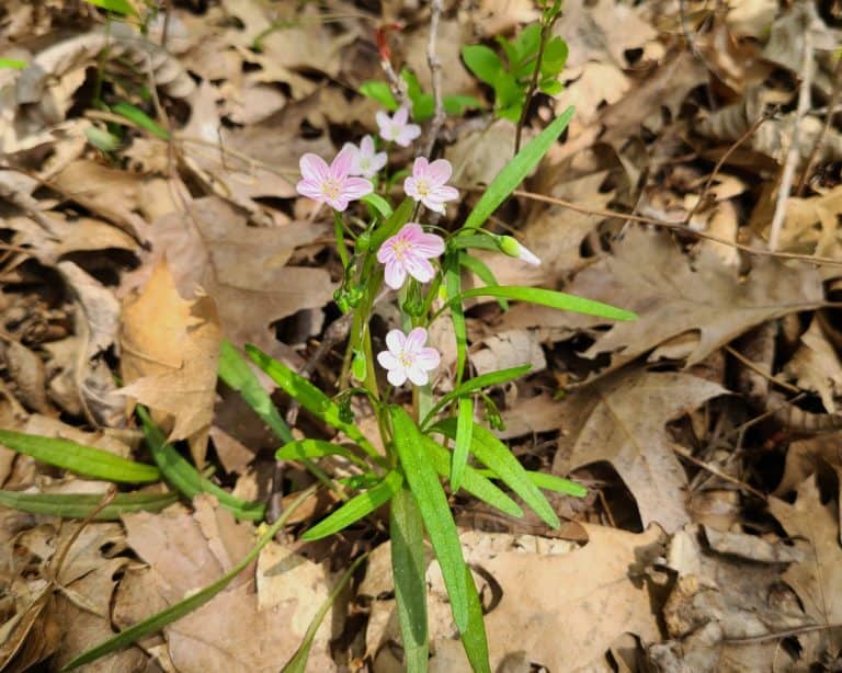 Spring Beauty – Claytonia Virginica – Facts, Grow, Care – GrowIt BuildIT