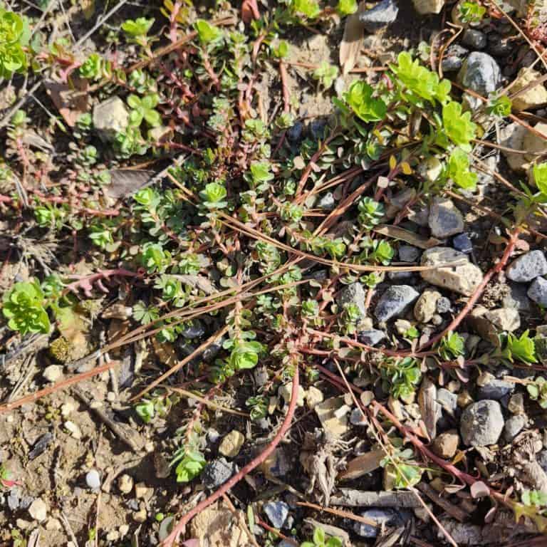 Pictures Of Common Garden/Lawn Weeds Emerging In Spring – GrowIt BuildIT
