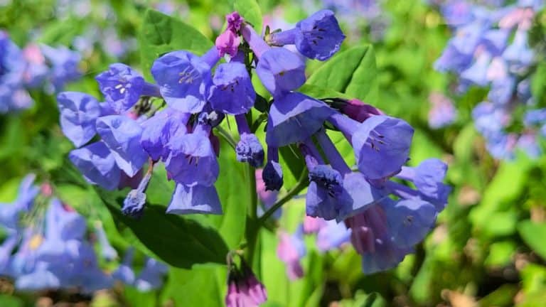 Virginia Bluebells -A Complete Guide To Mertensia Virginica – GrowIt ...