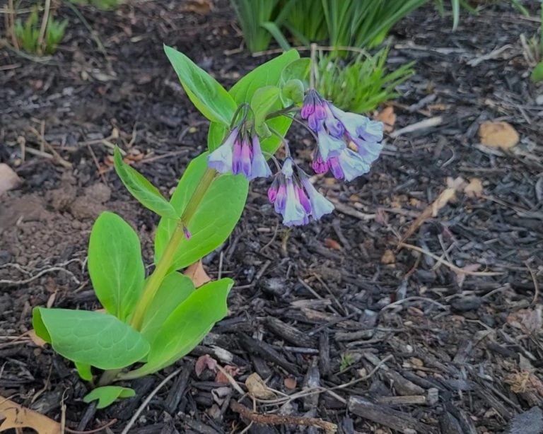 Virginia Bluebells -A Complete Guide To Mertensia Virginica – GrowIt ...