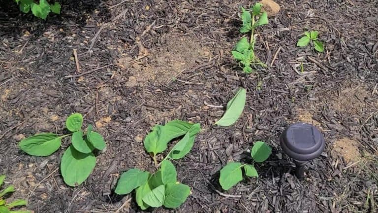 How To Grow Virginia Bluebells From Seed – GrowIt BuildIT