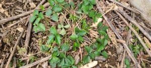Pictures Of Common Garden/Lawn Weeds Emerging In Spring – GrowIt BuildIT