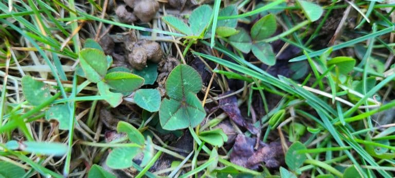 Pictures Of Common Garden/Lawn Weeds Emerging In Spring – GrowIt BuildIT