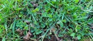 Pictures Of Common Garden/Lawn Weeds Emerging In Spring – GrowIt BuildIT